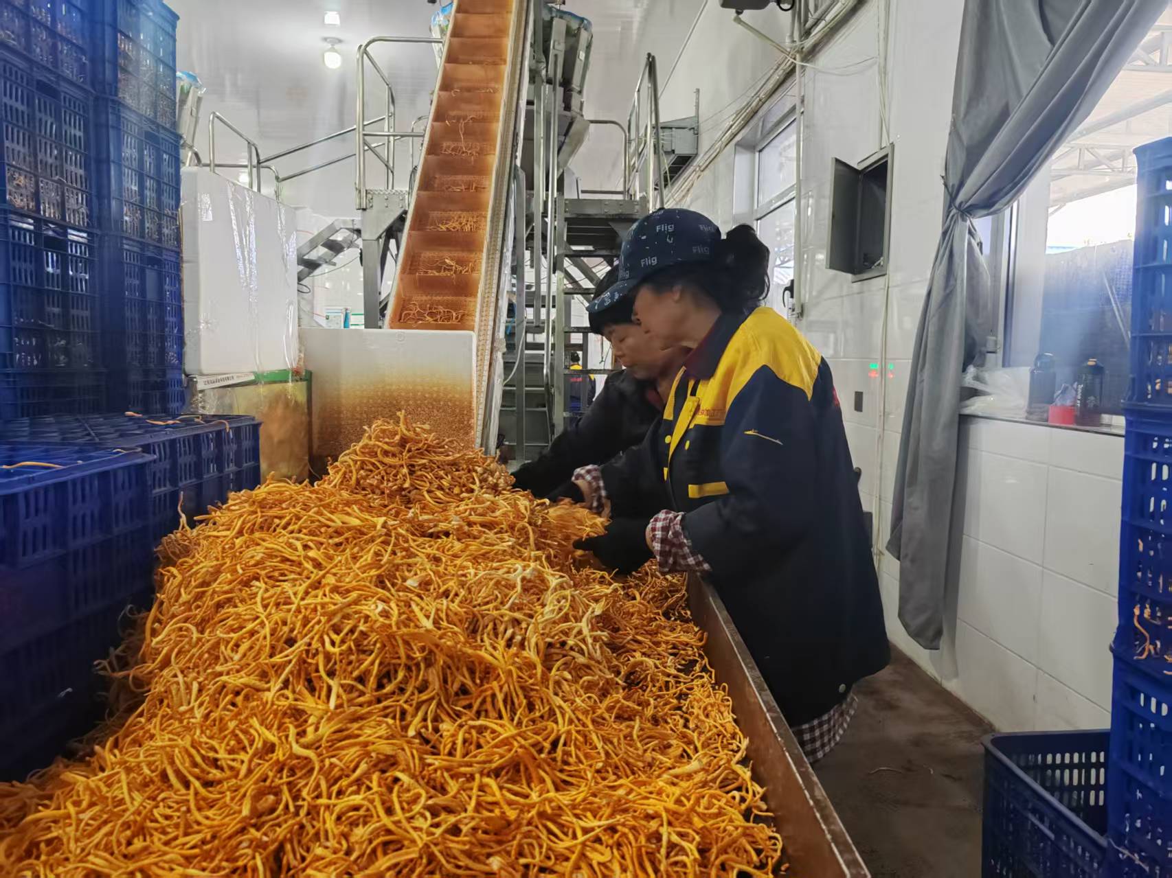 中国农业农村信息网_辽阳大力发展特色北虫草产业 3000农户嵌入产业链实现增收